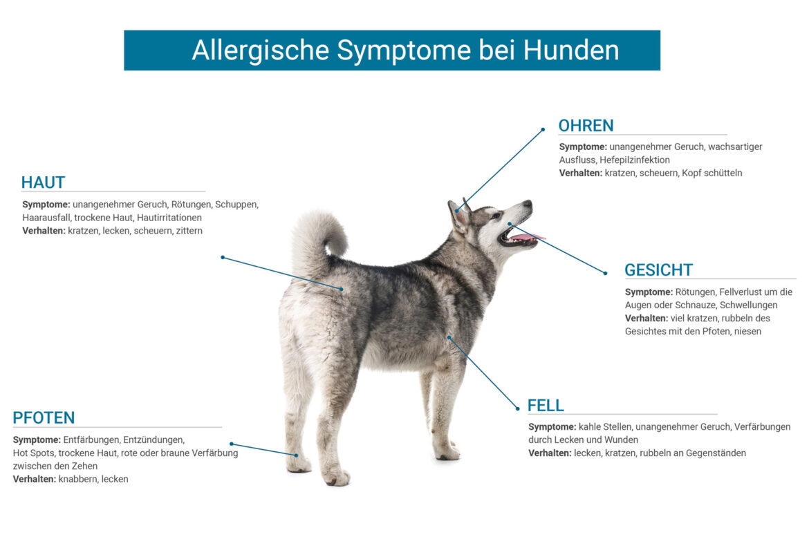 Futtermittelallergie Hund Pfoten