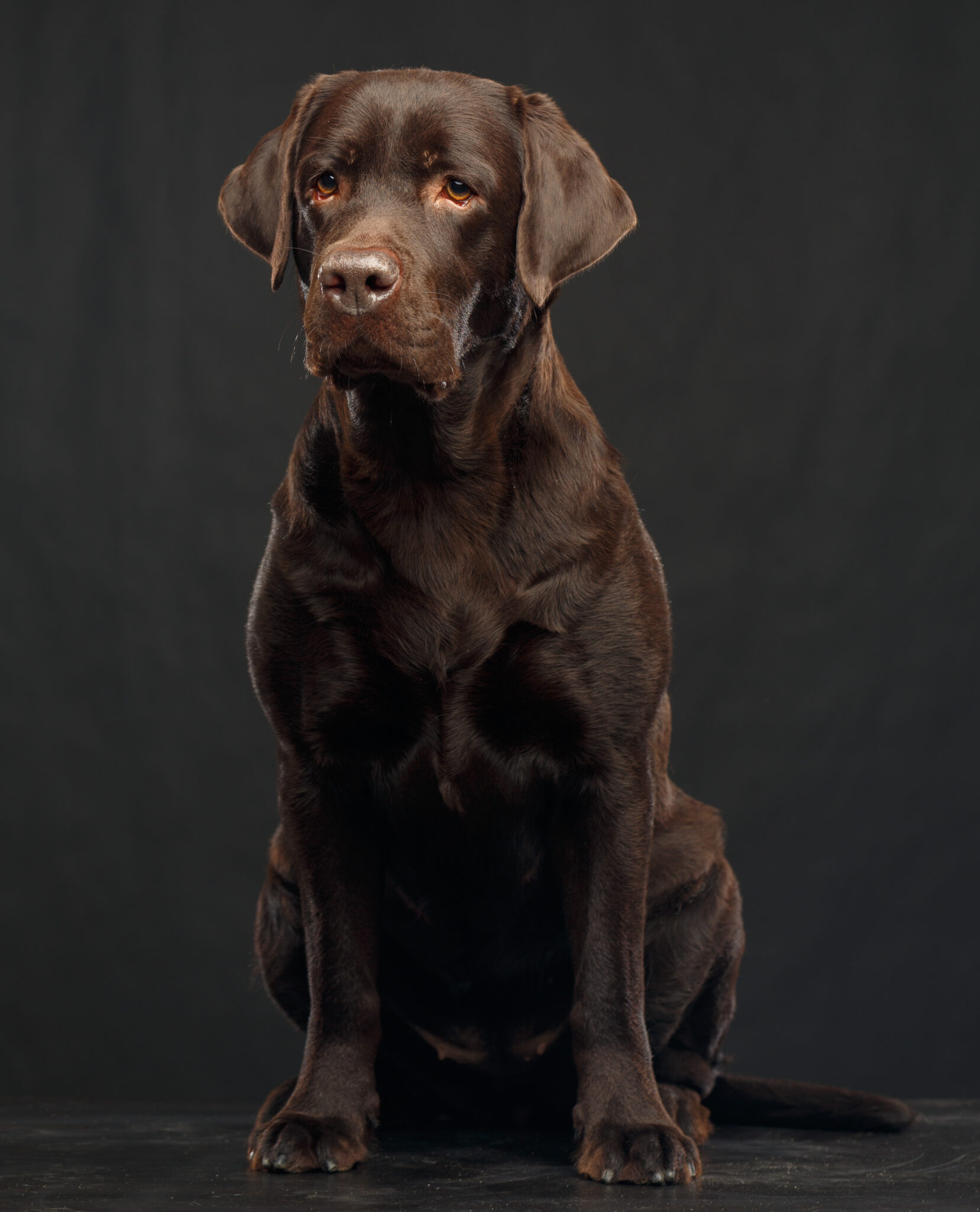 Labrador Retriever - Ernährung, Größe, Gewicht, Temperament & Mehr